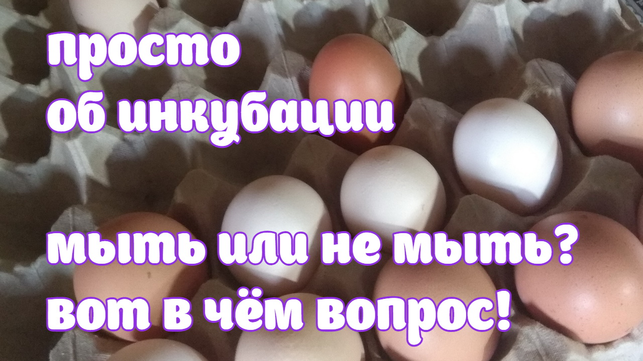 просто об инкубации. Мыть или не мыть? Вот в чём вопрос!