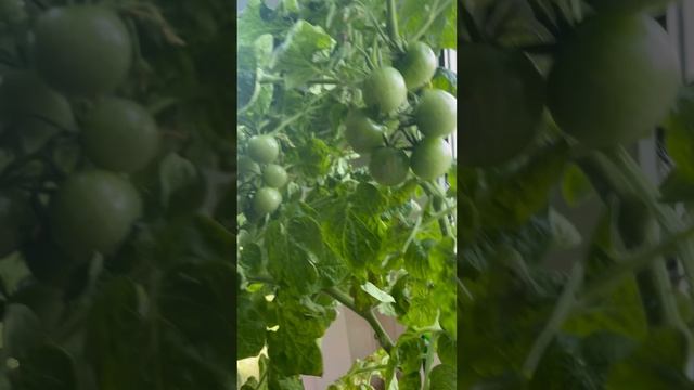 Тайский Томатик