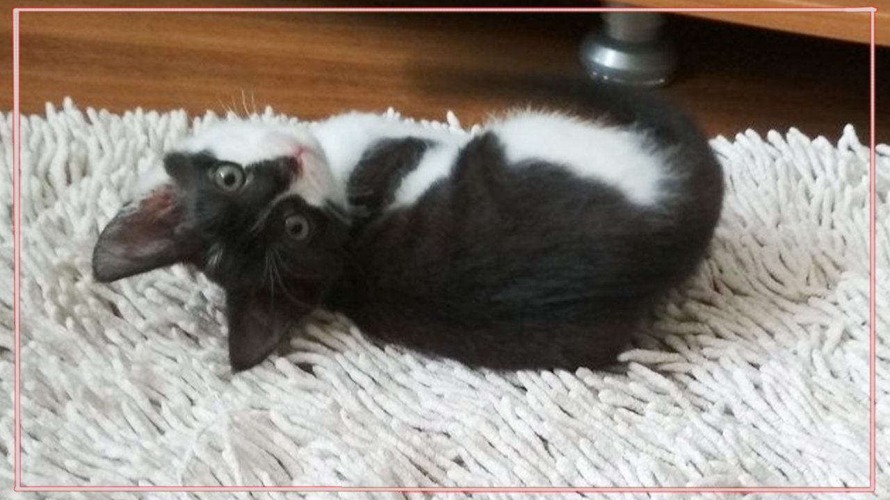 «Сердце подсказало, что нужно остановиться!» Женщина услышала тихий писк из мусорного бака