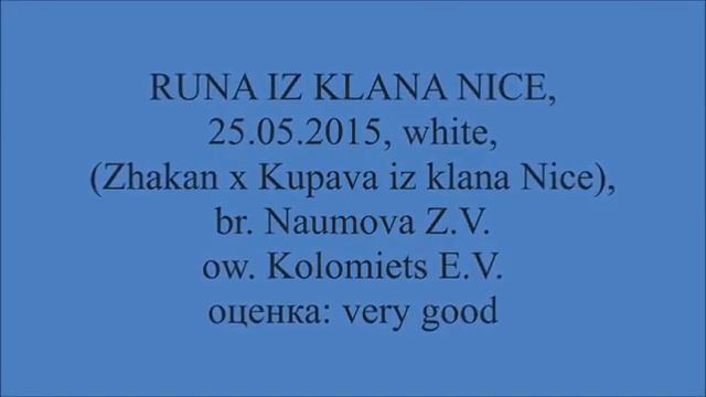 Наши домашние питомцы. Южнорусская овчарка South Russian ovcharka, WDS-2016, females, Junior class