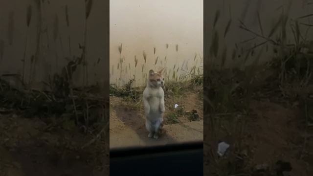 Простите, вам кот не нужен?