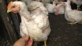 Зарос огород, картофель в сене, осы больше не друзья, бройлеры в 40дней, выращиваем лаврушку сами.