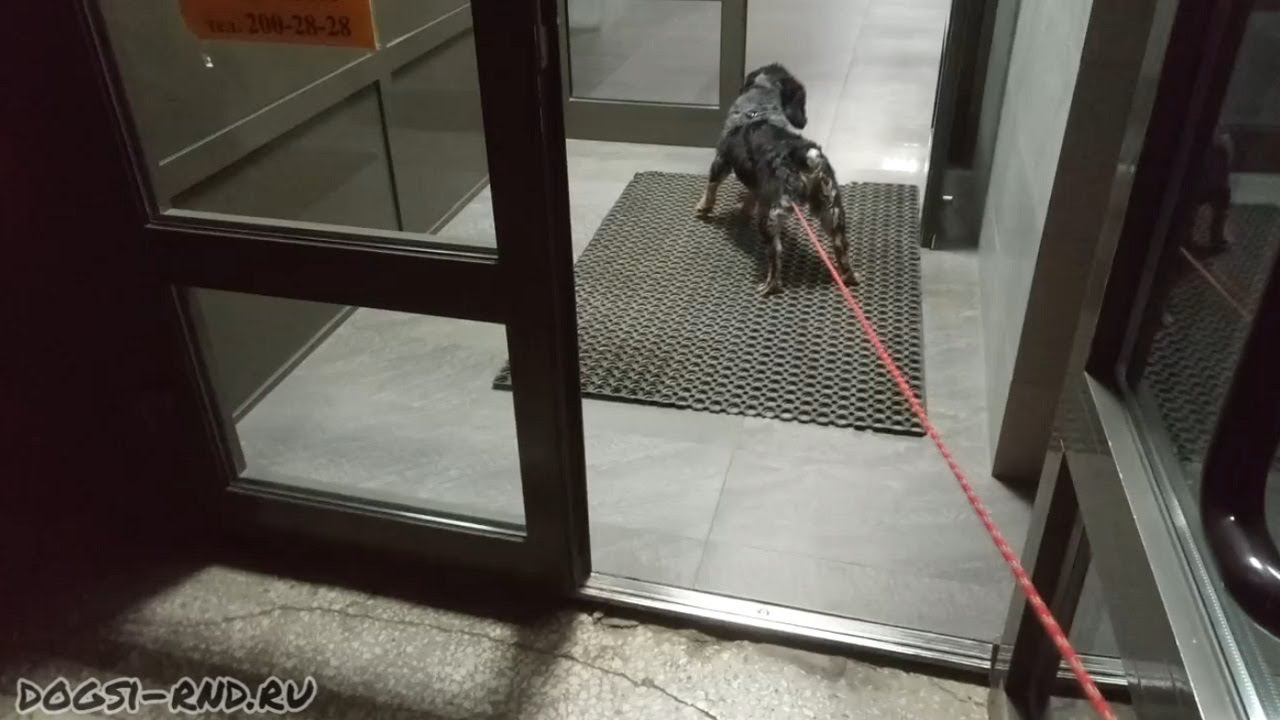 Л - Логика. Вижу дверь - захожу! Гуляем с Мартой...