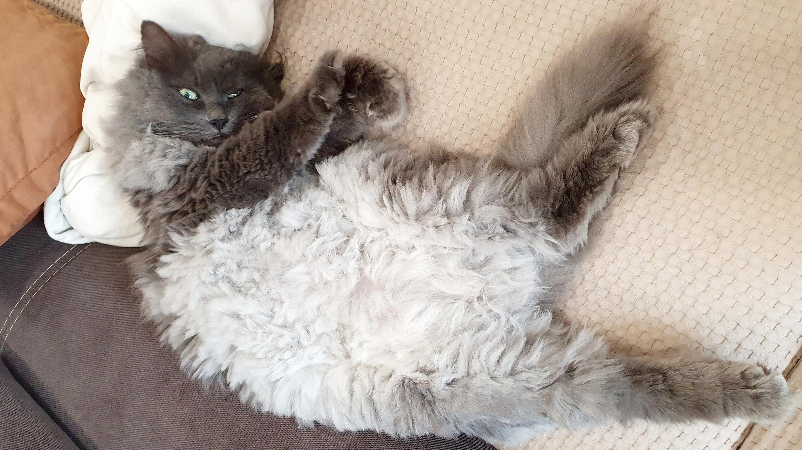 Кот мнет кота!