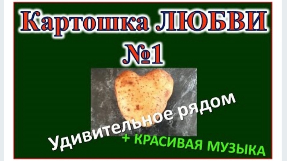 КАРТОШКА ЛЮБВИ. Удивительное рядом. Александра Миркушова