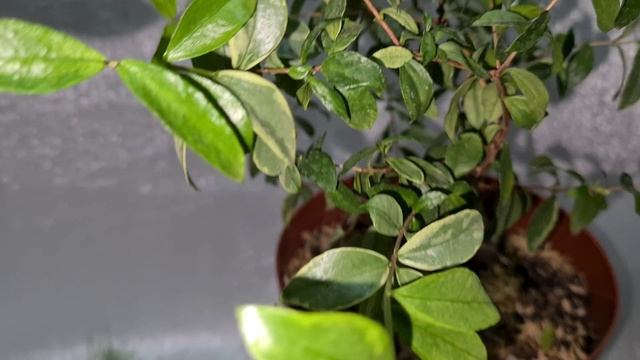 Вар. крупнолист. 7 (обрезка)