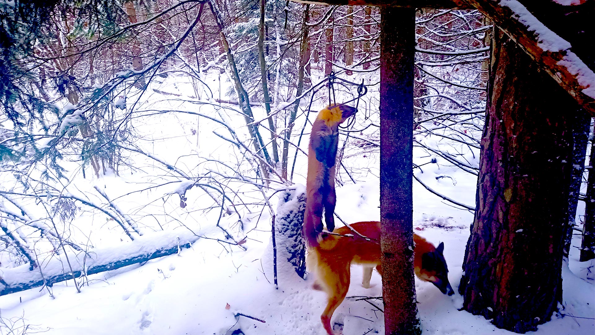 ОХОТА НА КУНИЦУ КАПКАНАМИ. ВОКРУГ ДО ОКОЛО