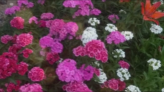 Русский Север 2021 Вологда_1080p.mp4