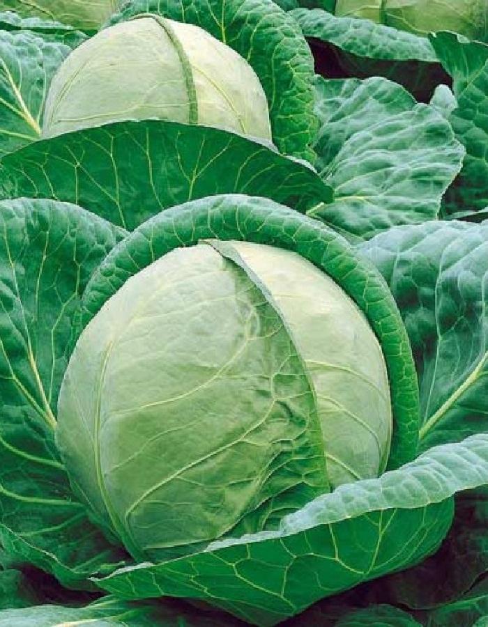 Срезала капусту и сразу же упаковала для зимнего хранения .Букет барбариса.