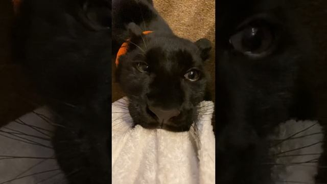 крутая кошка