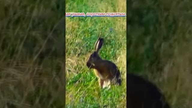#Заяц.  Степной #shoets