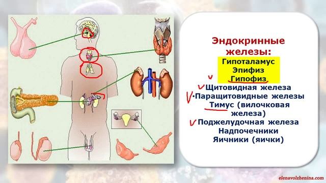 СимптоТермальный Метод Распознавания Плодности (СТМРП, СТ-метод) - Урок5, Часть1.