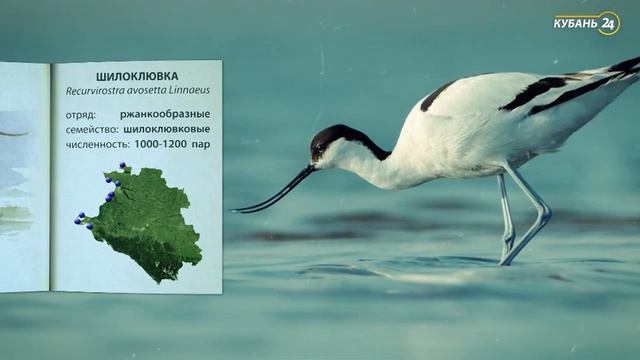«Красная книга Кубани». Шилоклювка