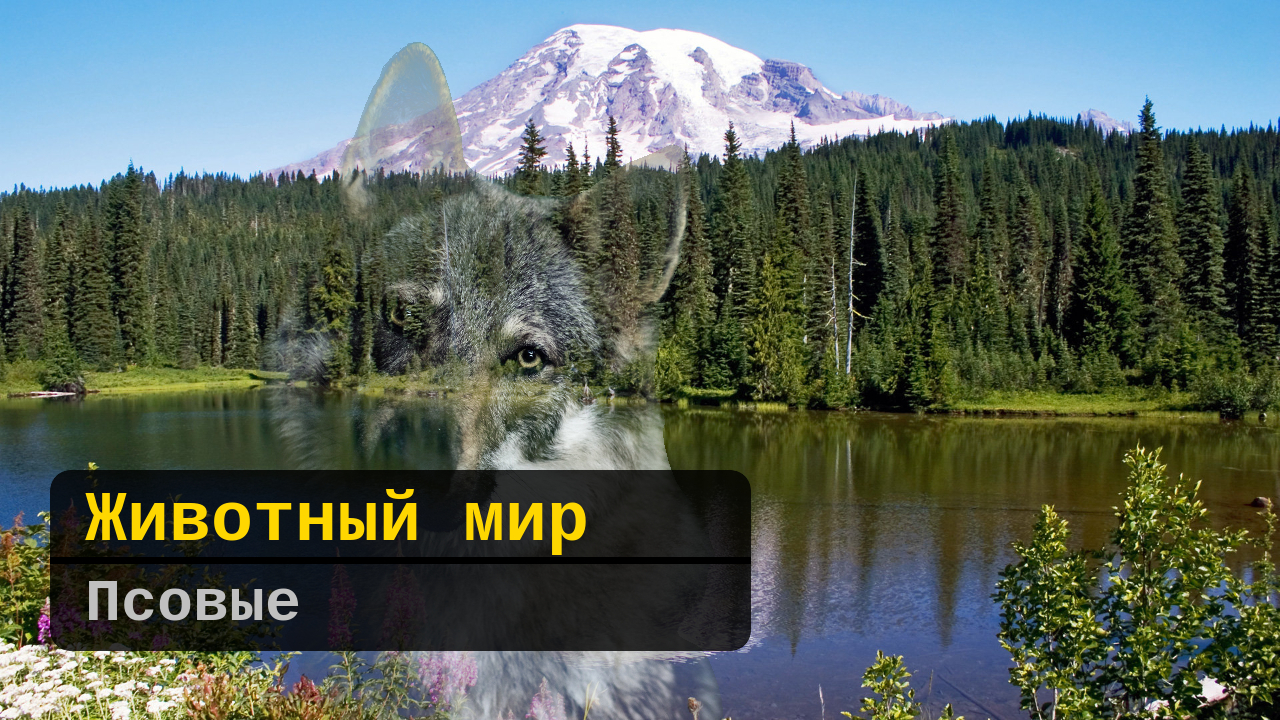 Животный мир. Псовые