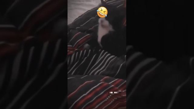 Гавкающий кот ?