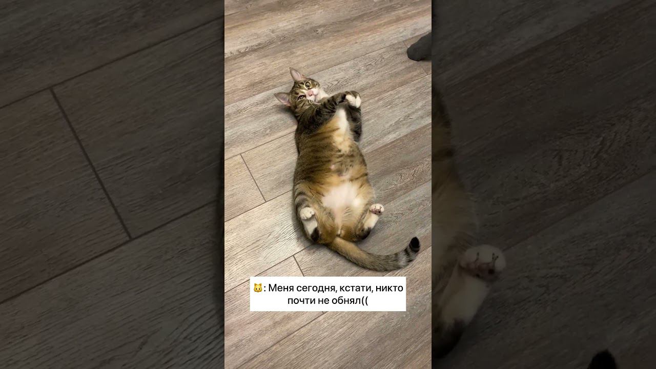 Крикну, а в ответ тишина! #шортс #обнимашки #кототерпевт #probalanceкорм