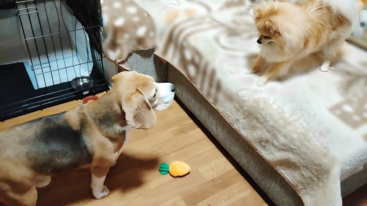 А почему у меня нет такого домика и рыжей пищухи? Я тоже хочу! Бигль Буля и шпиц Фокс