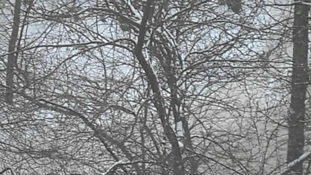 Голуби в поиске еды 354686533546 DSCN5013