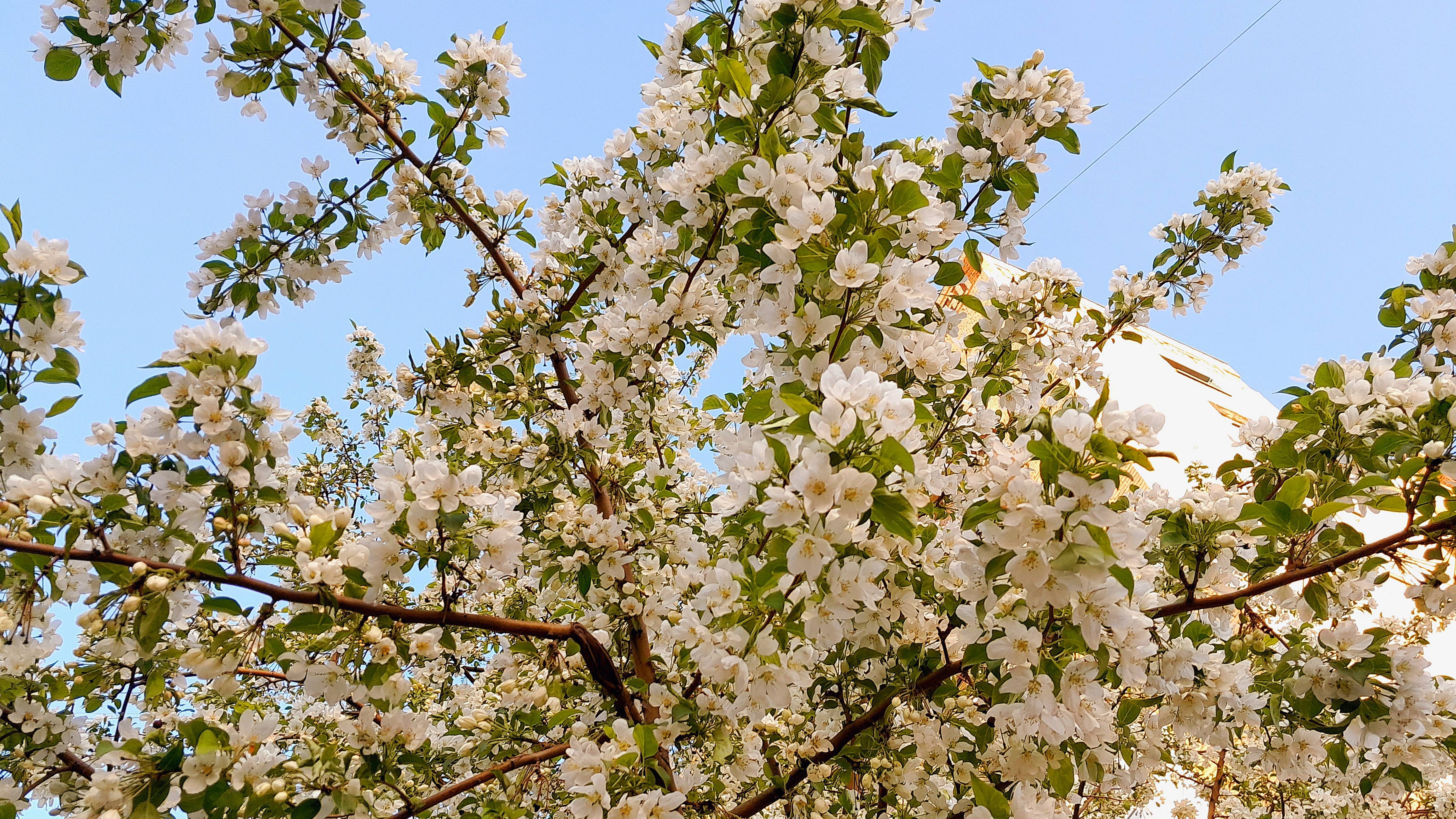 ЦВЕТЕНИЕ МАЯ в СИБИРСКОМ ГОРОДЕ!