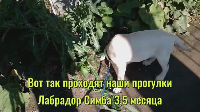 Вот так проходят наши прогулки. Лабрадор Симба 3,5 месяца