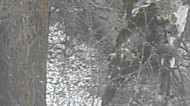 Большая синица на дереве 234584 DSCN4995