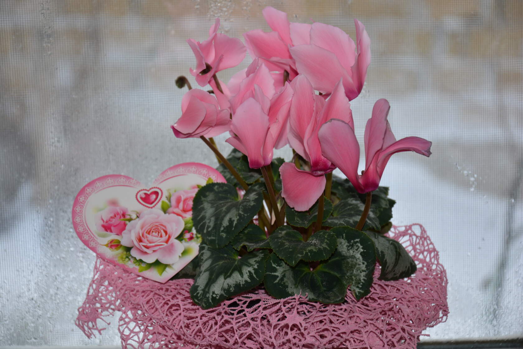 Правильный полив цикламена