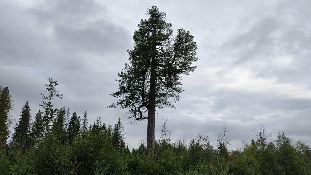 Море кедрового ореха в Горнозаводском районе Пермского края