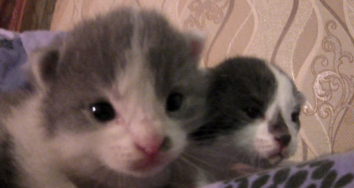 ,,Красавчик,, и ,,Цыган, еще маленькие.