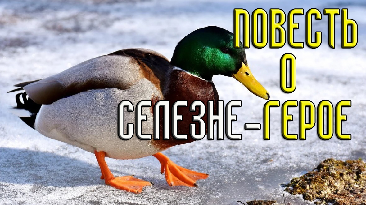 Повесть о селезне-герое (Птицы России) Фильм 65