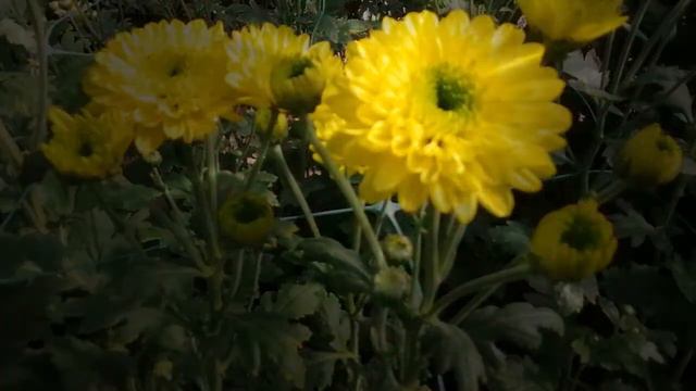 Фотоальбом, цветы подворья2020.mp4