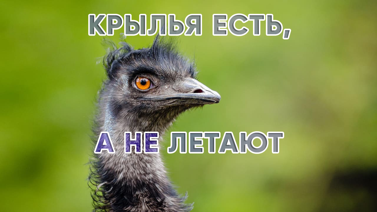 Крылья есть, а не летают