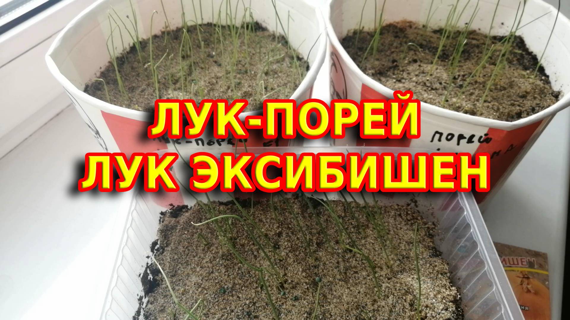 Рассада 2022 / Всходы  лука. Лук-порей и лук Эксибишен