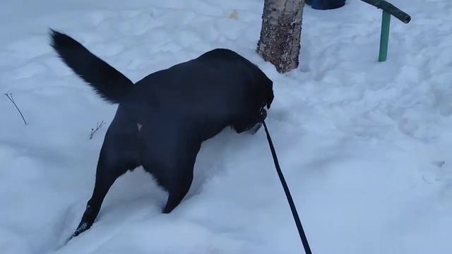 Предпраздничный выезд. Машину знает по звуку.