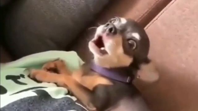 VID_20221230_125359_325.mp4