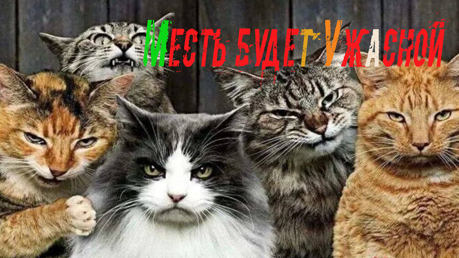 С котиками так нельзя!!! CLM!!!