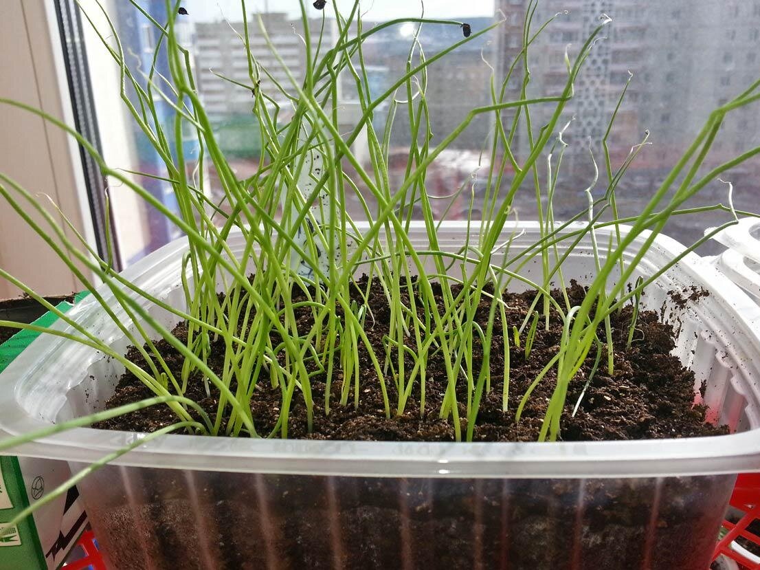 КАК И КОГДА ПОДСТРИГАТЬ ЛУК ЭКСИБИШЕН.Чем подкормить и как ухаживать.