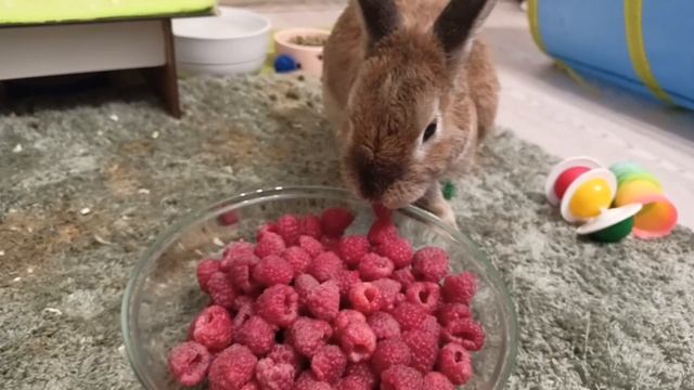 Ирискин и спелая малинка