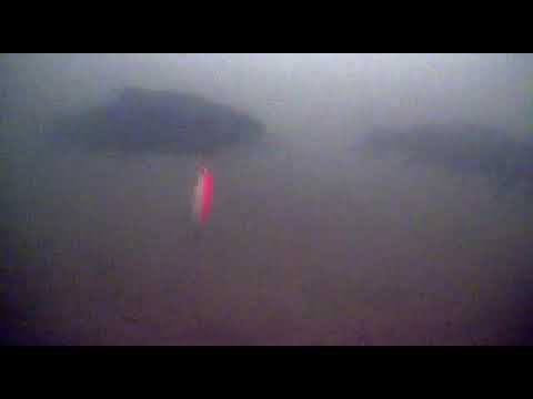 Форель атакует приманку, подводная съемка ловли форели зимой.