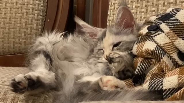 Литтер С. Чайка засыпает на ходу