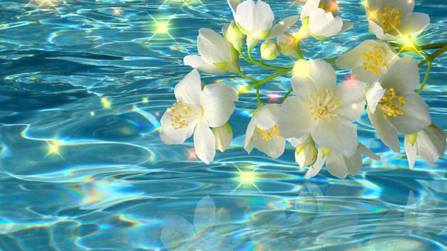 Футаж. Ветка над водой 5