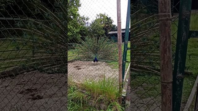 Национальный парк.
 г.Сочи 2023.
Какой такой павлин-мавлин?!