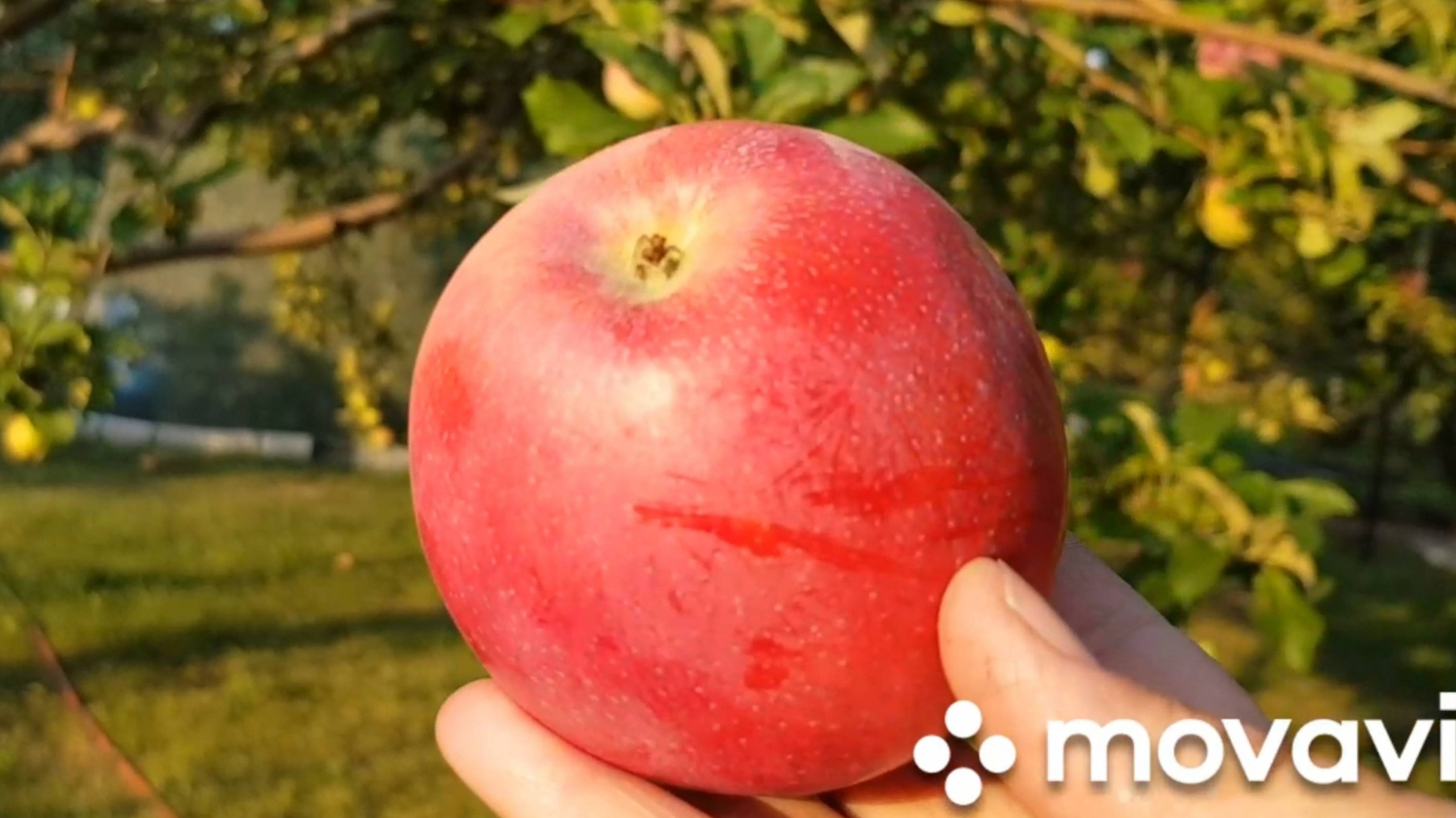 Сорт яблони Строевское, после заморозков.