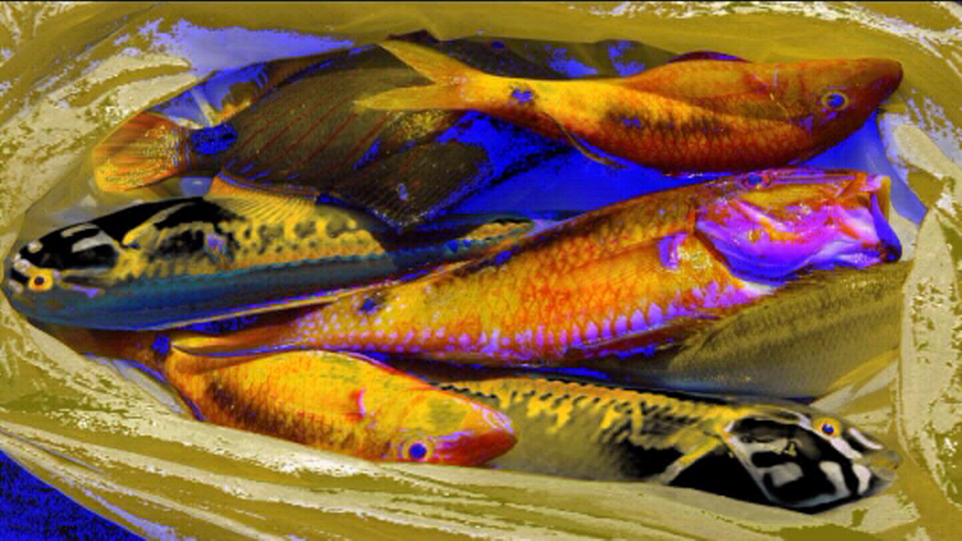 РЫБАЛКА. СТРАЫ МИРА. БАЛИ. ВИДЕО.