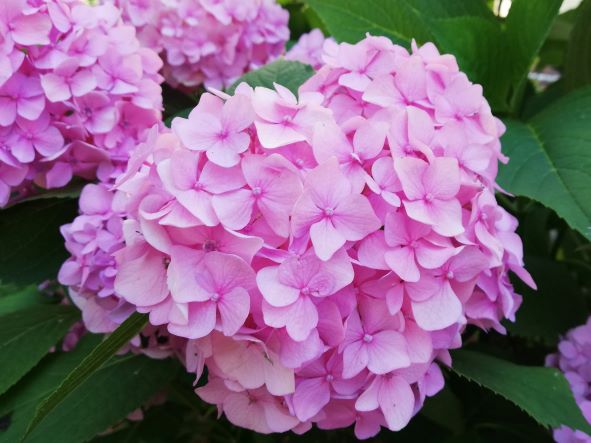 ГОРТЕНЗИЯ ВЕЧНОЕ ЛЕТО. ОТКРЫВАЕМ ПОСЛЕ ЗИМОВКИ