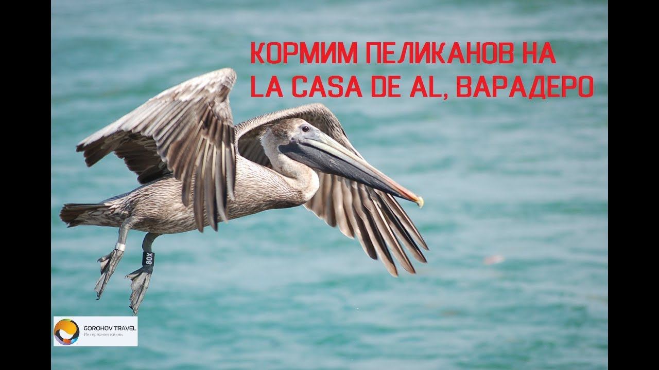 Кормим Пеликанов на La Casa de Al, Варадеро апрель 2018