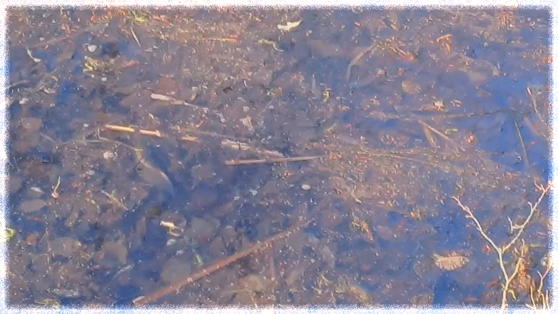 Весна 2020. Нерест Щуки!!!