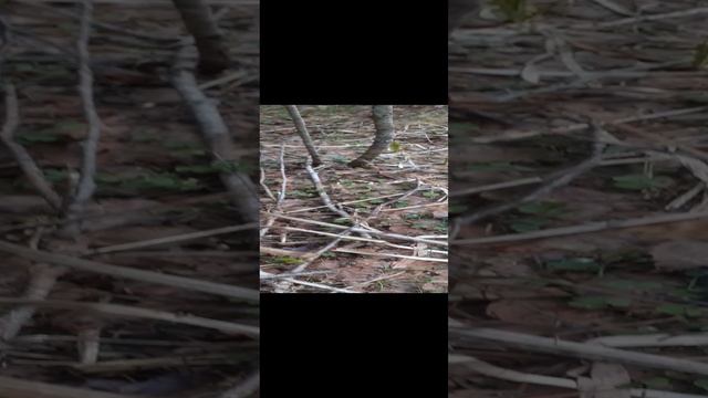 Средилесье: Саркосцифа австрийская.