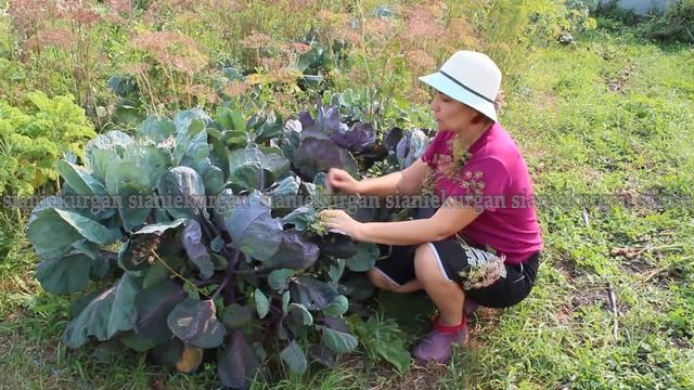 Брюссельская капуста. Зачем прищипывать верхушку.