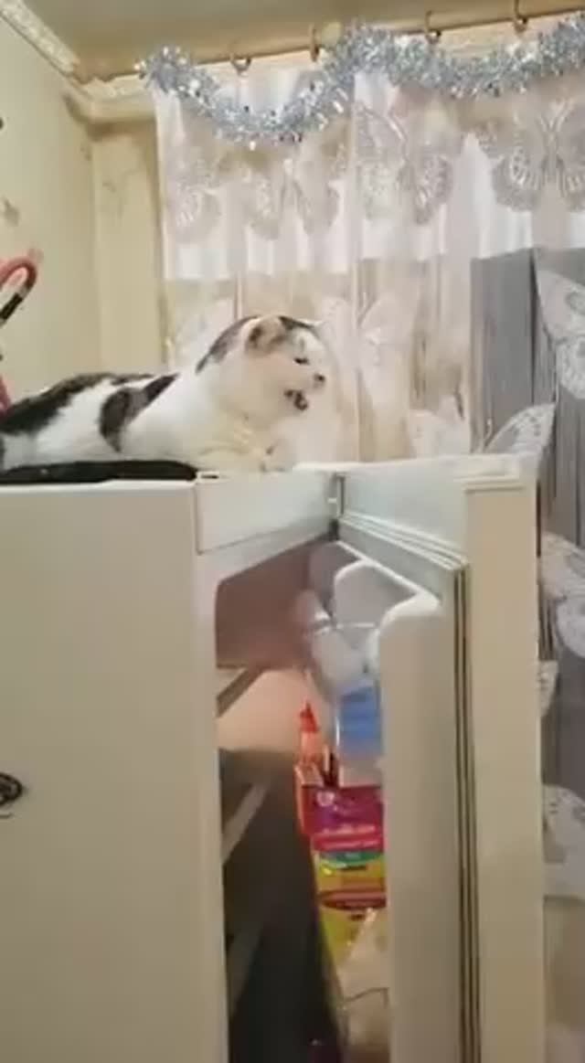 Уберите руки от моего холодильника!