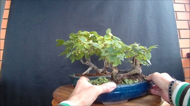 Бонсай жимолость настоящая жимолость обыкновенная Жимолость лесная Forest honeysuckle осень 2022 год